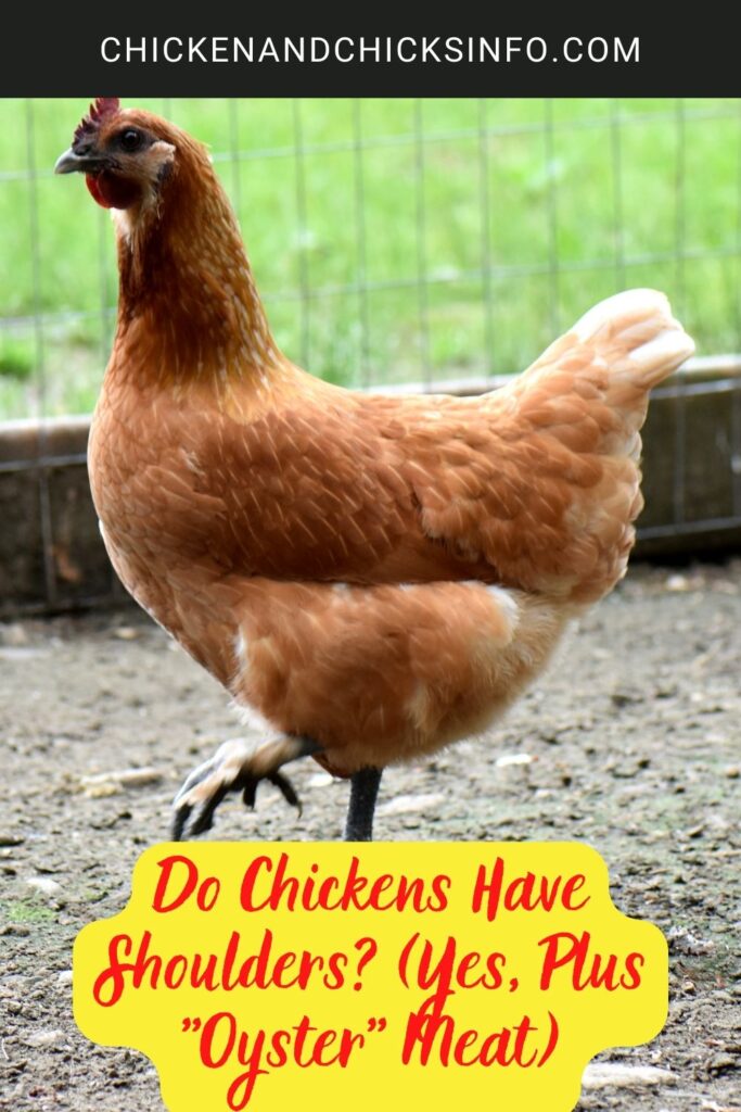 Do Chickens Have Shoulders? (Yes, Plus "Oyster" Meat) - Chicken ...
