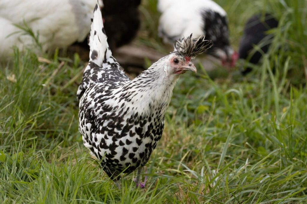 Do Chickens Have Shoulders? (Yes, Plus "Oyster" Meat) - Chicken ...