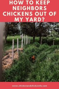 How To Keep Neighbors Chickens Out of My Yard? 6 Methods - Chicken ...