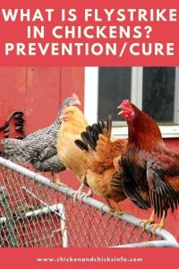 What Is Flystrike in Chickens? | Prevention and Cures Explained ...