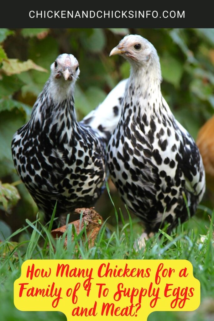 How Many Chickens for a Family of 4 To Supply Eggs and Meat? - Chicken ...