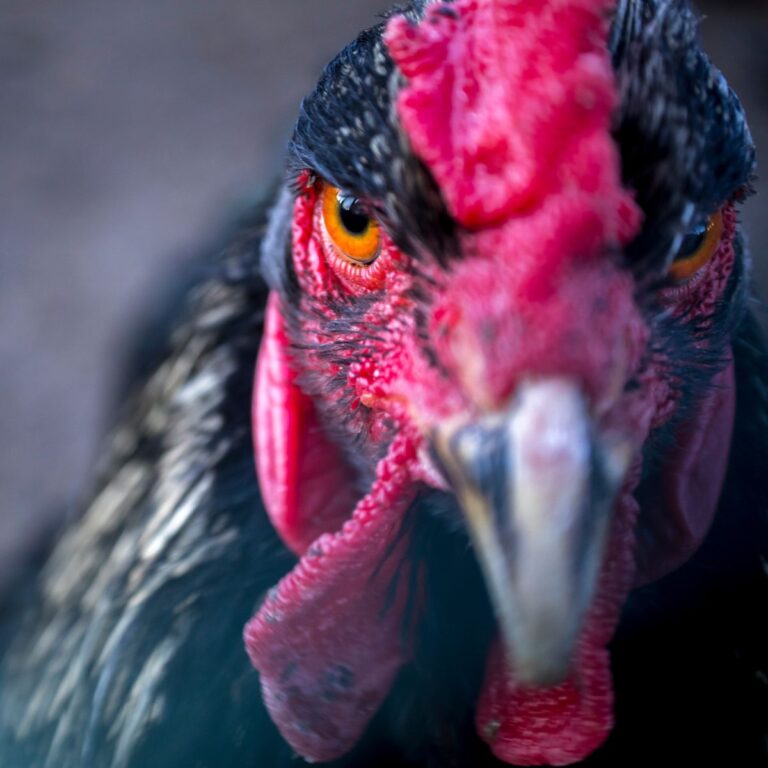 How To Keep Neighbors Chickens Out of My Yard? 6 Methods - Chicken ...