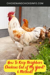 How To Keep Neighbors Chickens Out of My Yard? 6 Methods - Chicken ...