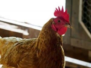 ISA Brown Rooster vs Hen (Characteristics and Personalities) - Chicken ...