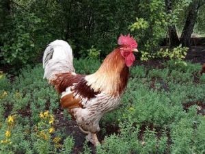 ISA Brown Rooster vs Hen (Characteristics and Personalities) - Chicken ...
