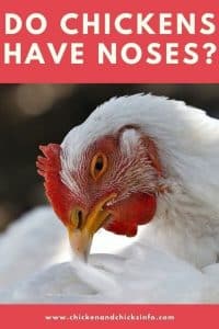 Do Chickens Have Noses? (A Look at Avian Anatomy) - Chicken & Chicks Info