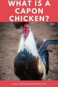 What Is a Capon Chicken? (How It's Different From Chicken) - Chicken ...