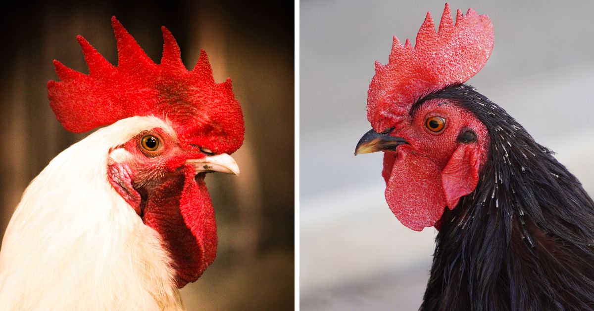 Do Chickens Have Noses? (A Look at Avian Anatomy) - Chicken & Chicks Info