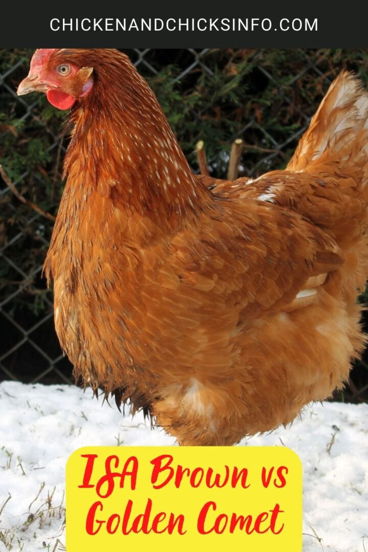 ISA Brown vs Golden Comet - Chicken & Chicks Info