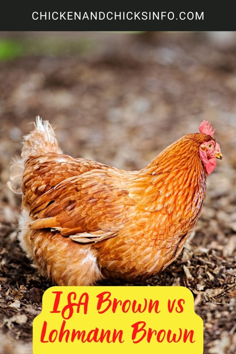 ISA Brown vs Lohmann Brown - Chicken & Chicks Info