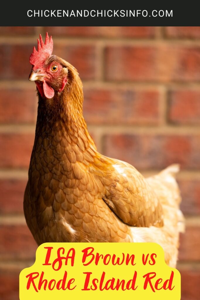 ISA Brown vs Rhode Island Red - Chicken & Chicks Info
