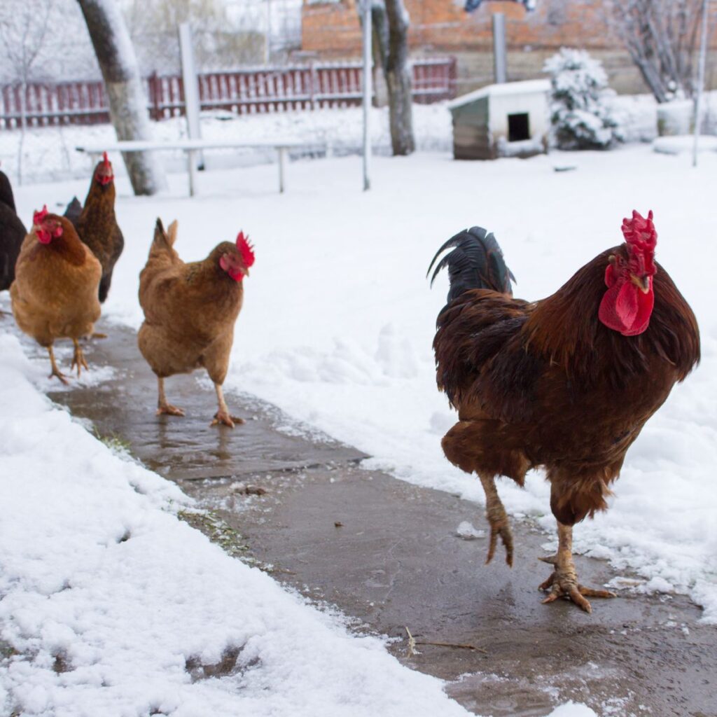 Chickens - Chicken & Chicks Info