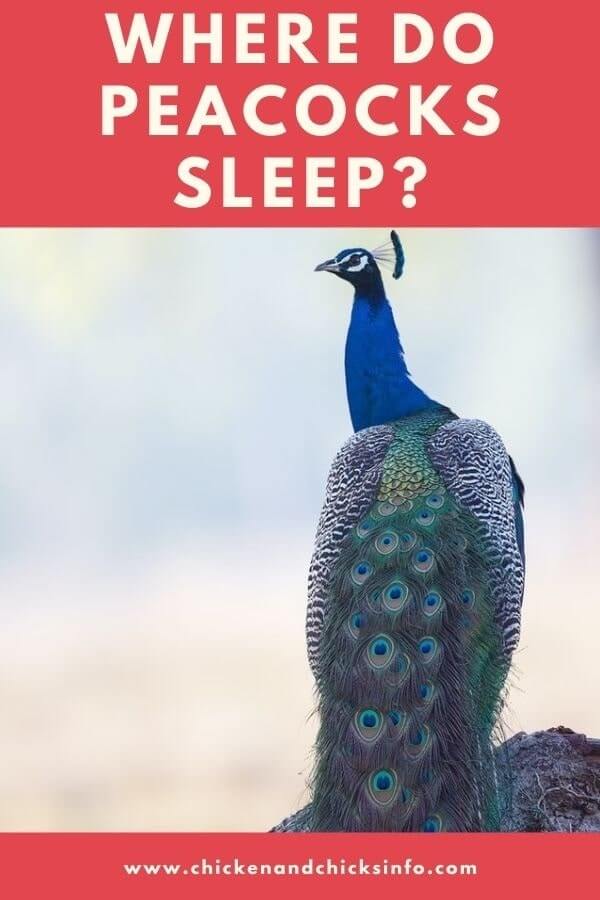 Where Do Peacocks Sleep? (Roosting Habits Explained) - Chicken & Chicks ...