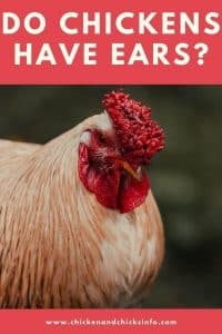 Do Chickens Have Ears? (Located With Pictures) - Chicken & Chicks Info