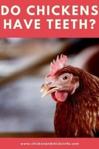Do Chickens Have Teeth? (How They Chew Without Teeth) - Chicken ...