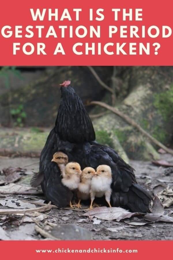 What Is The Gestation Period For A Chicken Incubation Duration