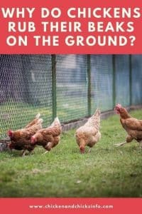 Do Chickens Vomit? (Reasons Hens Throw Up!) - Chicken & Chicks Info