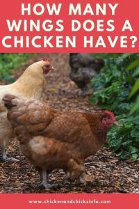 How Many Wings Does a Chicken Have? (2 & 4 - Explained!) - Chicken ...