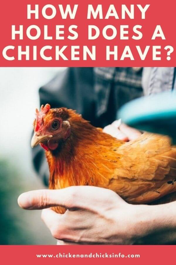 How Many Holes Does A Chicken Have Just One Chicken Chicks Info