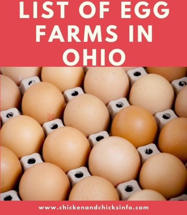 Egg Farms in Ohio – Find Eggs for Sale Near You! - Chicken & Chicks Info