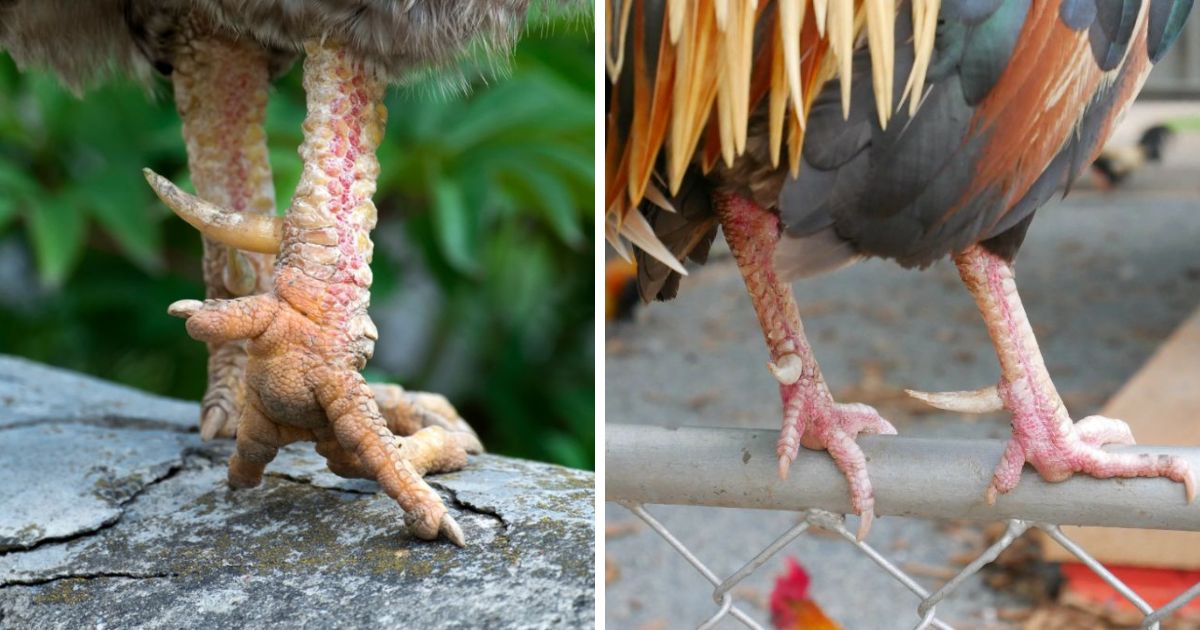 Can You Permanently Remove Rooster Spurs? (Videos Included) - Chicken ...