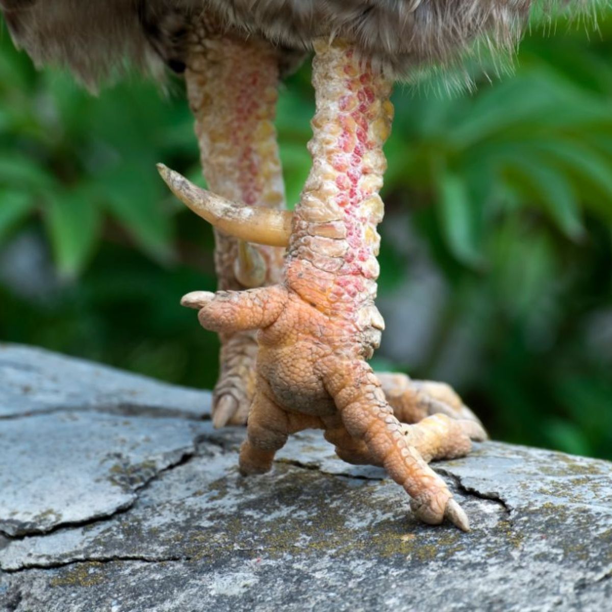 Do Bears Eat Chickens? (Risks & Safety Advice!) - Chicken & Chicks Info