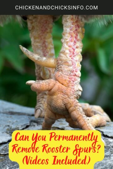 Can You Permanently Remove Rooster Spurs? (Videos Included) - Chicken ...