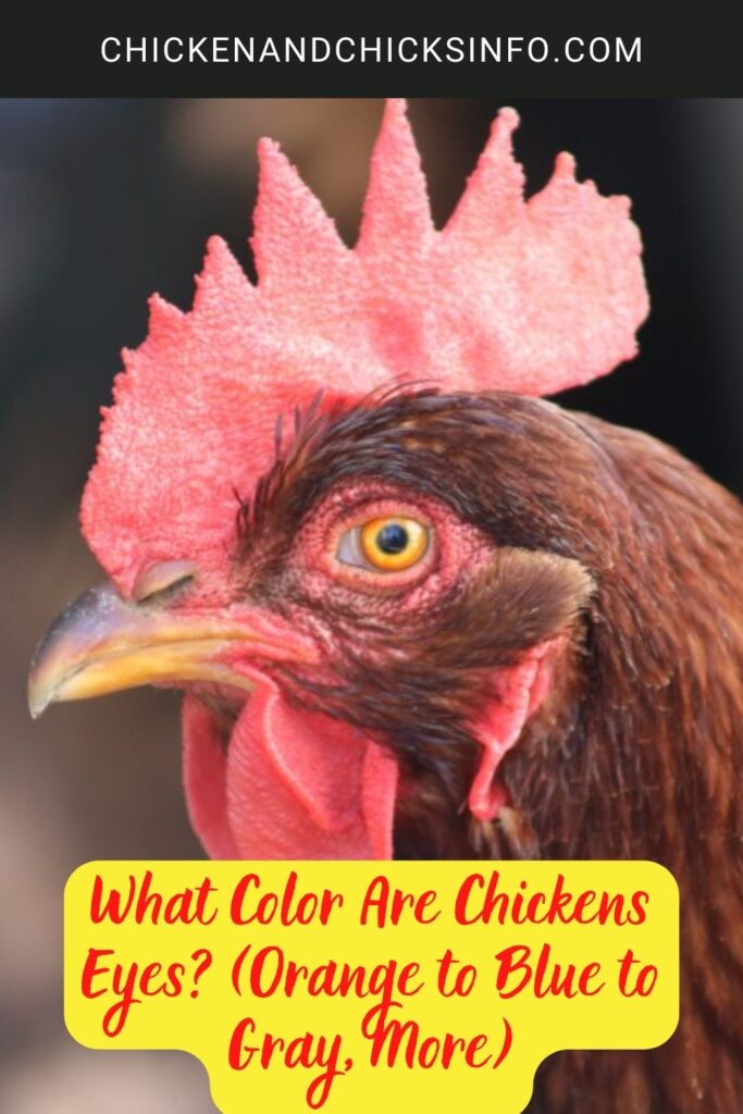 What Color Are Chickens Eyes? (Orange to Blue to Gray, More) - Chicken ...