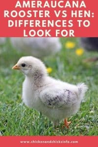 Ameraucana Rooster vs Hen - Differences Explained - Chicken & Chicks Info