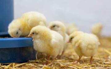 How Long Does It Take to Grow a Broiler Chicken? (Explained) - Chicken ...