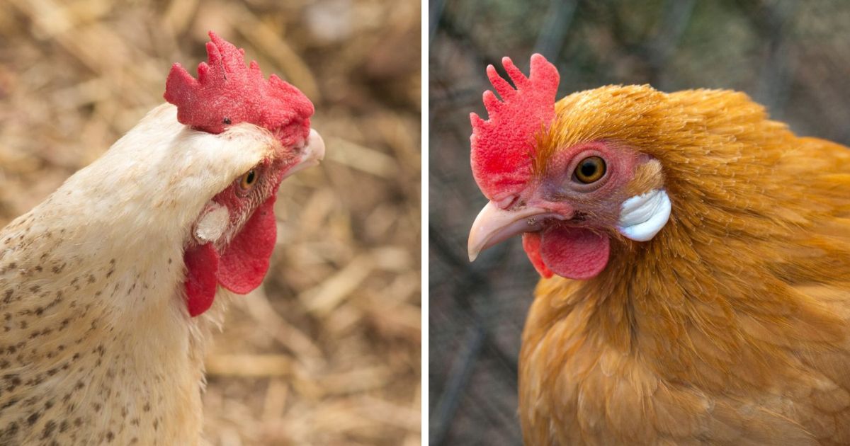 Chicken Wattles Turning White?! (Causes and Solutions) - Chicken ...
