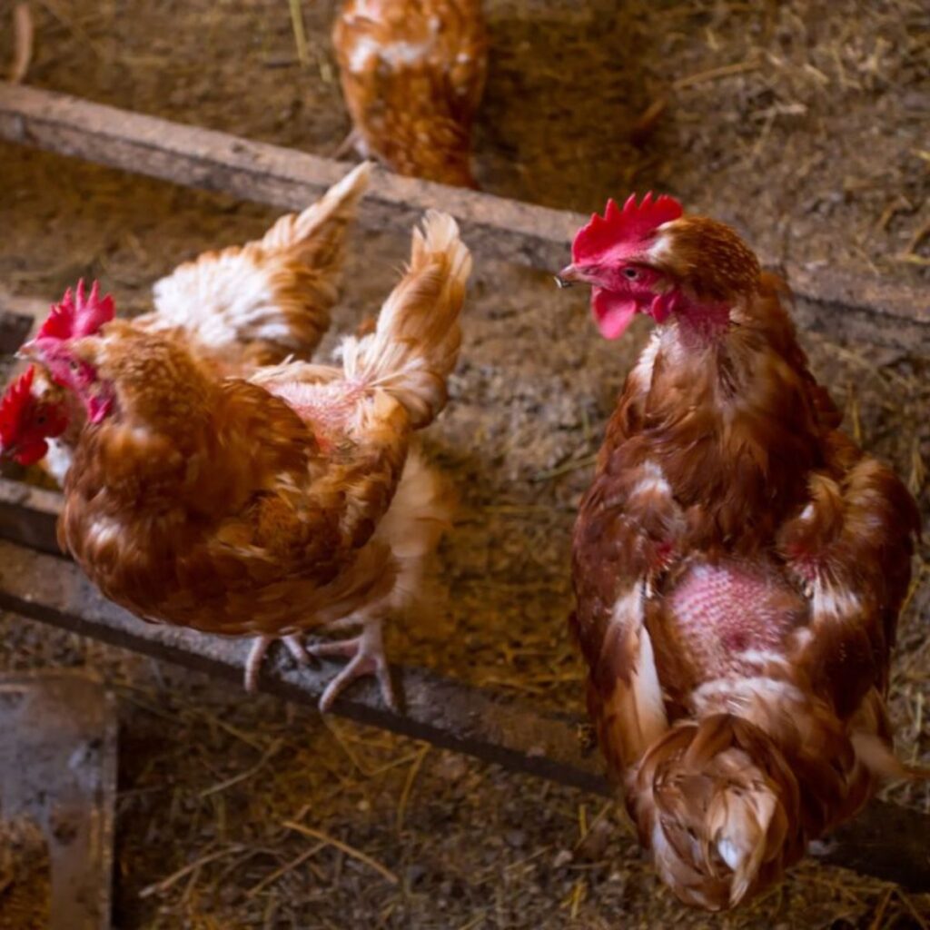 Why Flexible Leg Bands for Chickens Are Awesome! - Chicken & Chicks Info