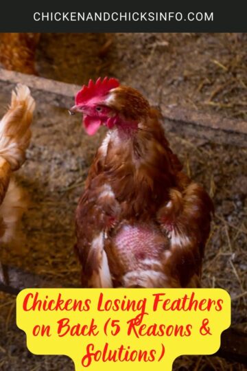 Chickens Losing Feathers on Back (5 Reasons & Solutions) - Chicken ...