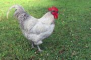 Lavender Orpington Rooster vs Hen - Differences Explained - Chicken ...