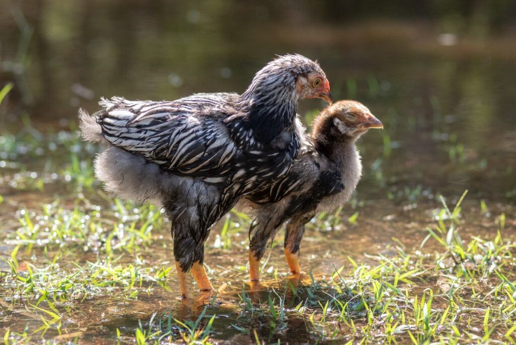 Silver Laced Wyandotte Rooster vs Hen: Differences Explained - Chicken ...