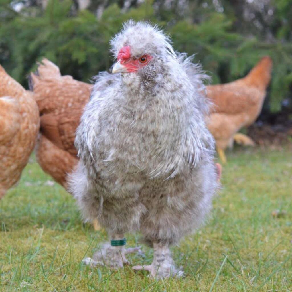 Chicken Wattles Turning White?! (Causes and Solutions) - Chicken ...