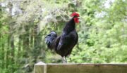 How to Caponize a Rooster (Surgical and Chemical Explained) - Chicken ...