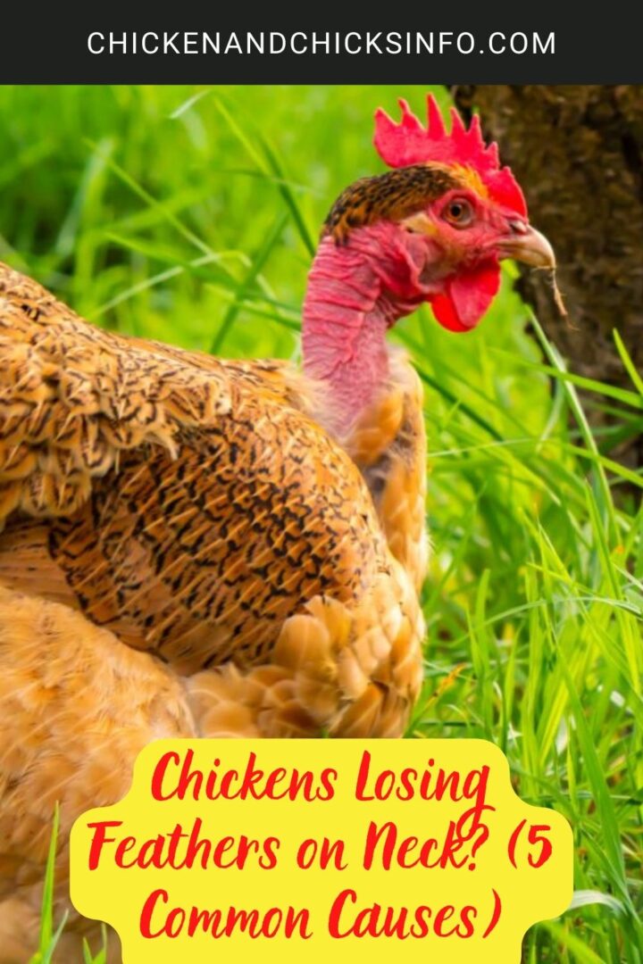 Chickens Losing Feathers on Neck? (5 Common Causes) - Chicken & Chicks Info