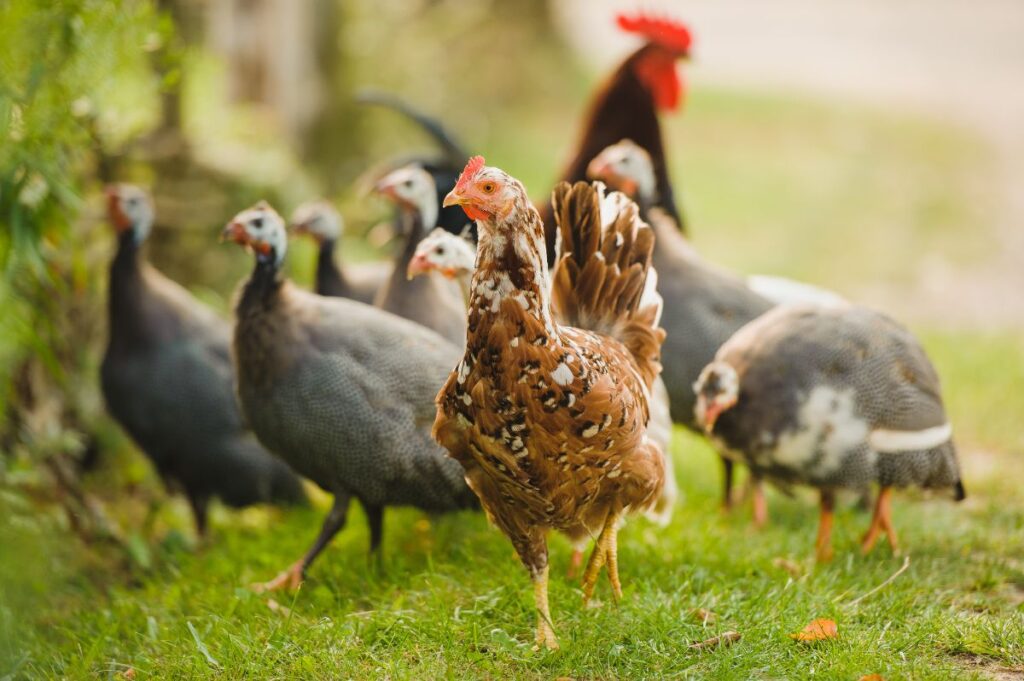 The Bird That Looks Like a Chicken (It's Guinea Fowl) - Chicken ...
