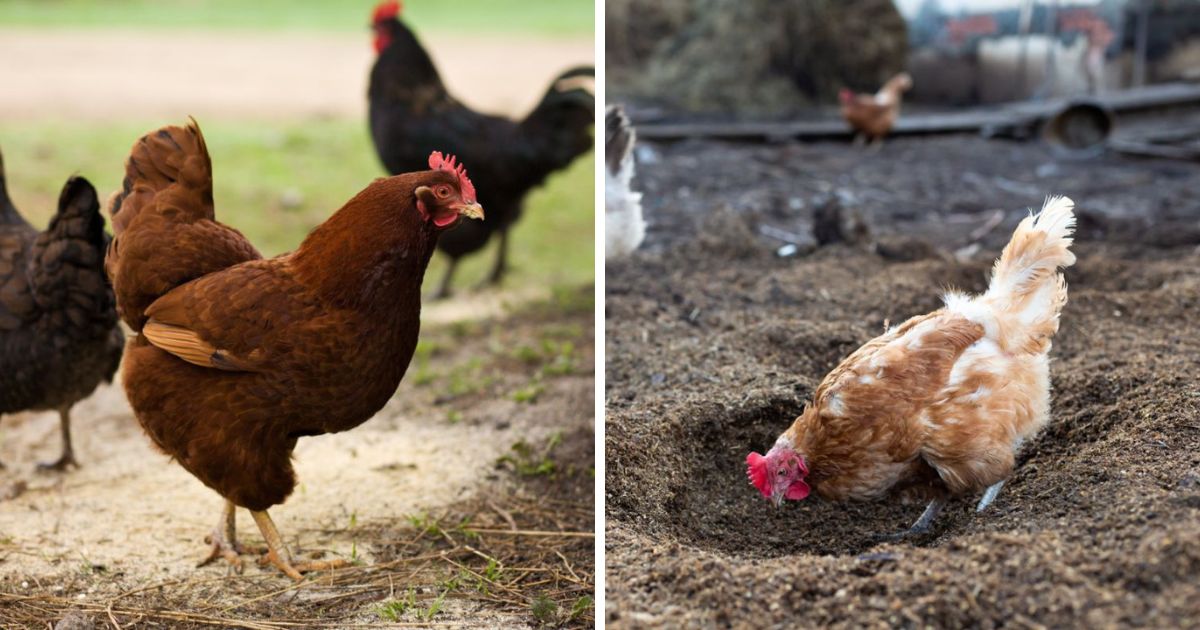 How to Stop Chickens Destroying Grass (4 Effective Tips) - Chicken ...