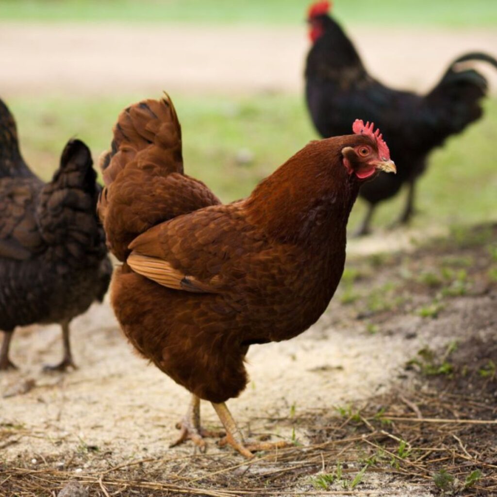 Chicken Comb Turning Purple (Explanations & Solutions) - Chicken ...