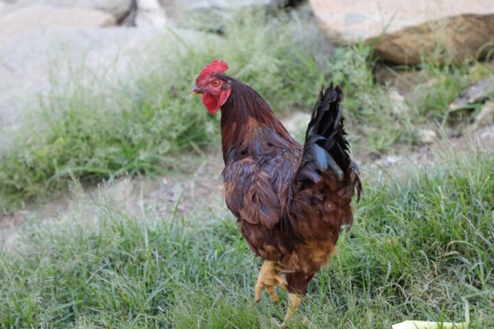 How to Tell if a Chicken Has a Broken Leg (Video Guide) - Chicken ...