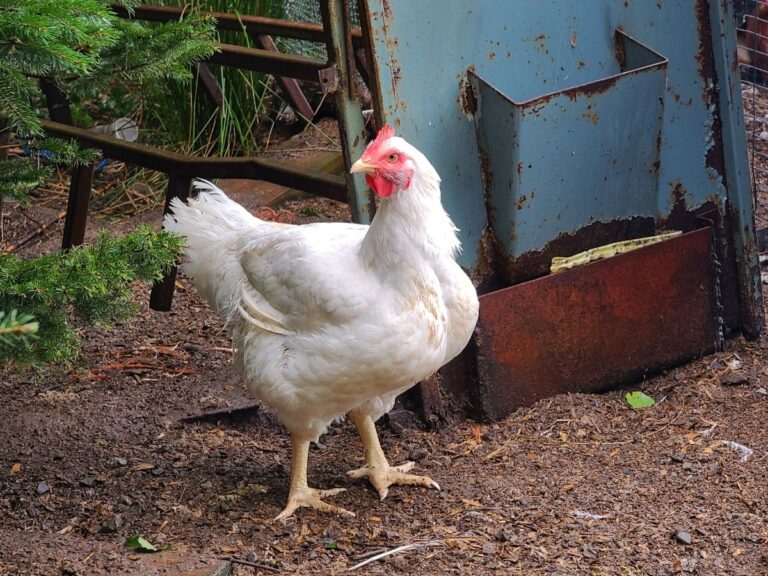 White Rock Chicken: Egg Color & Facts! - Chicken & Chicks Info