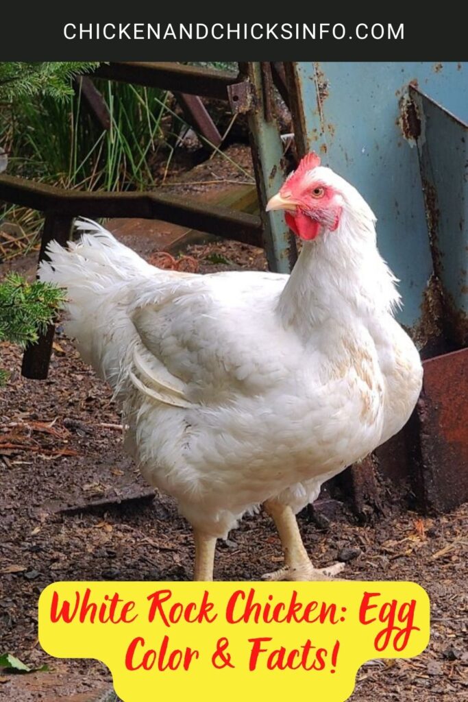 White Rock Chicken: Egg Color & Facts! - Chicken & Chicks Info