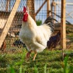 How to Caponize a Rooster (Surgical and Chemical Explained) - Chicken ...