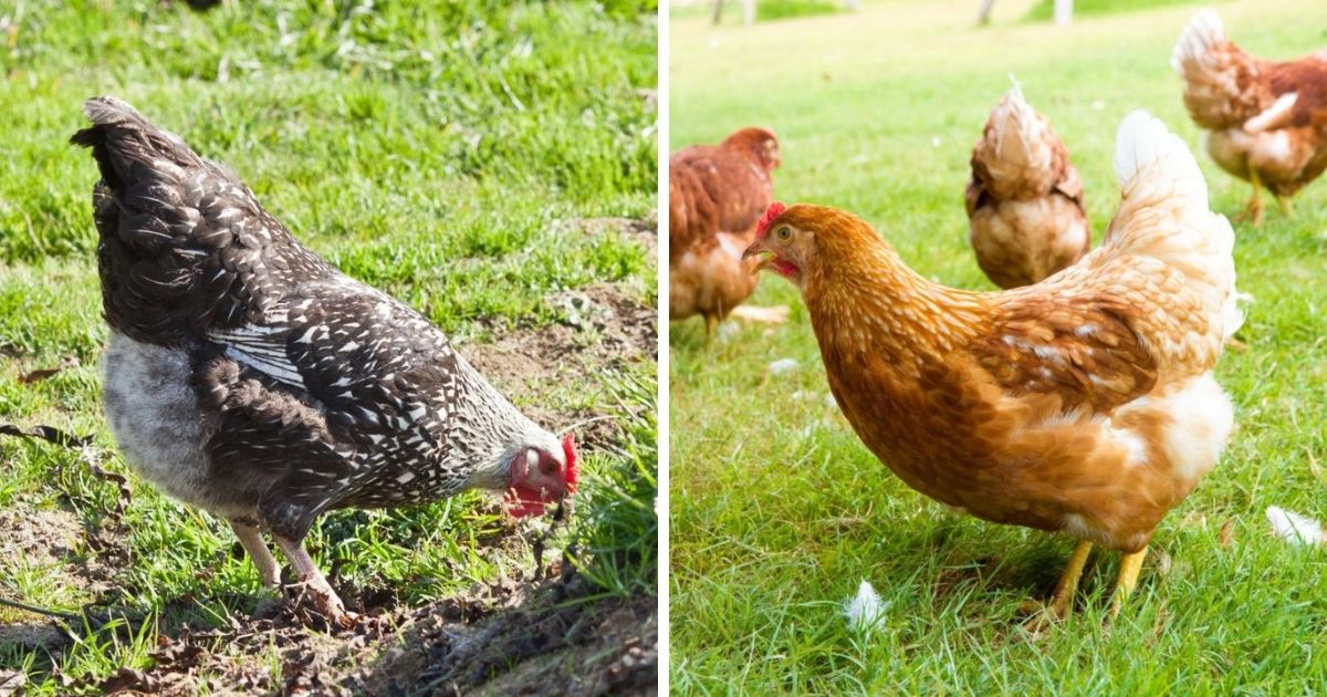 7 Abnormal Chicken Behaviours to Look Out For! - Chicken & Chicks Info
