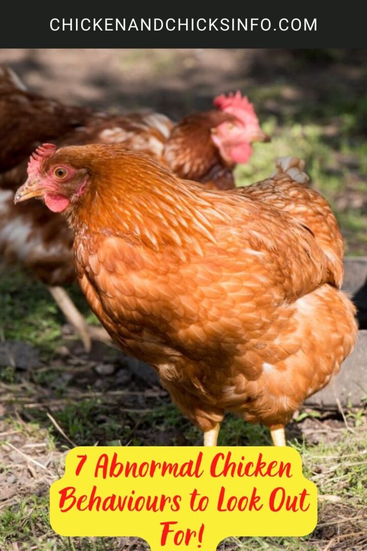 7 Abnormal Chicken Behaviours to Look Out For! - Chicken & Chicks Info