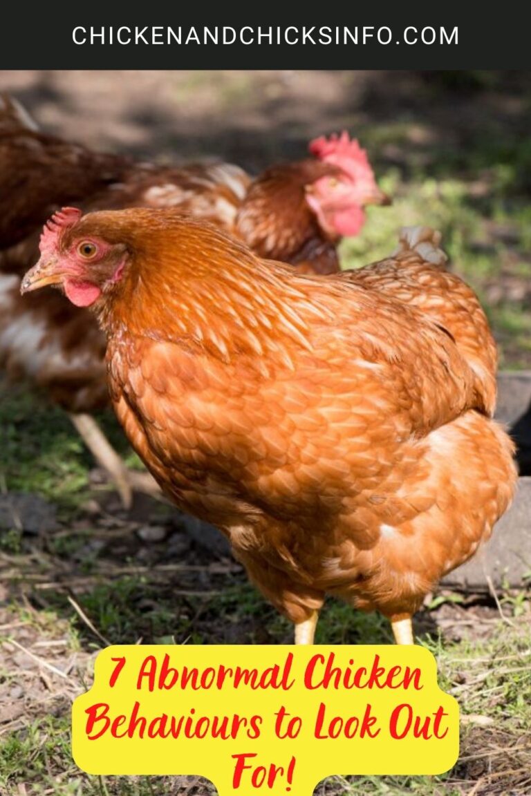 7 Abnormal Chicken Behaviours to Look Out For! - Chicken & Chicks Info