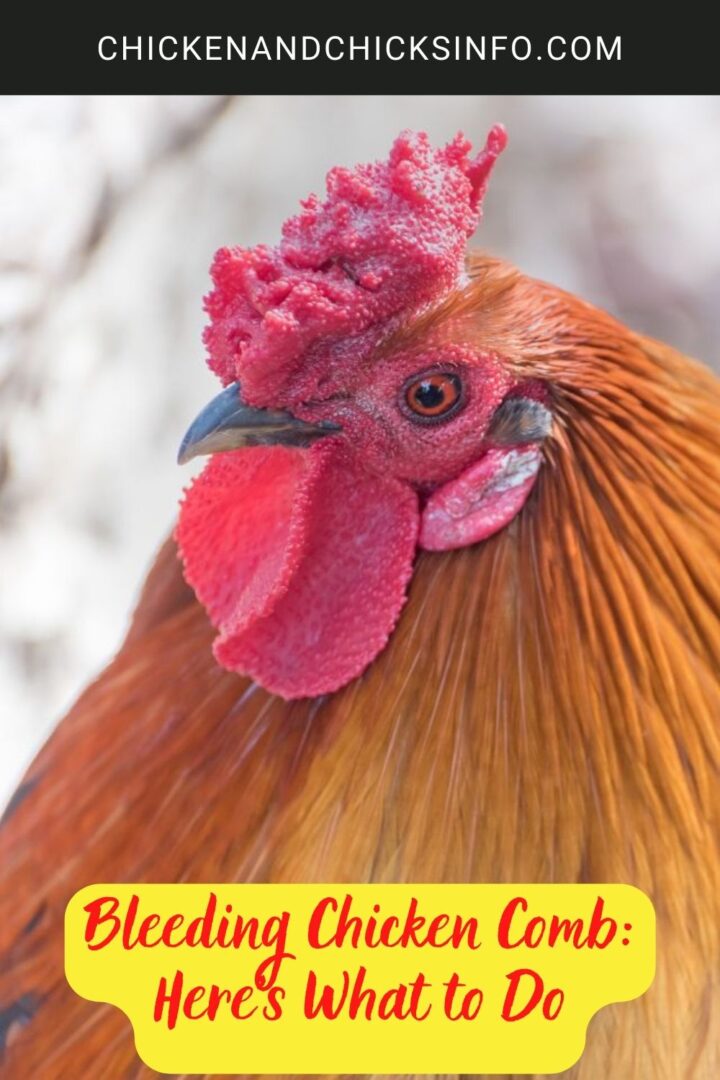 Bleeding Chicken Comb: Here’s What to Do - Chicken & Chicks Info