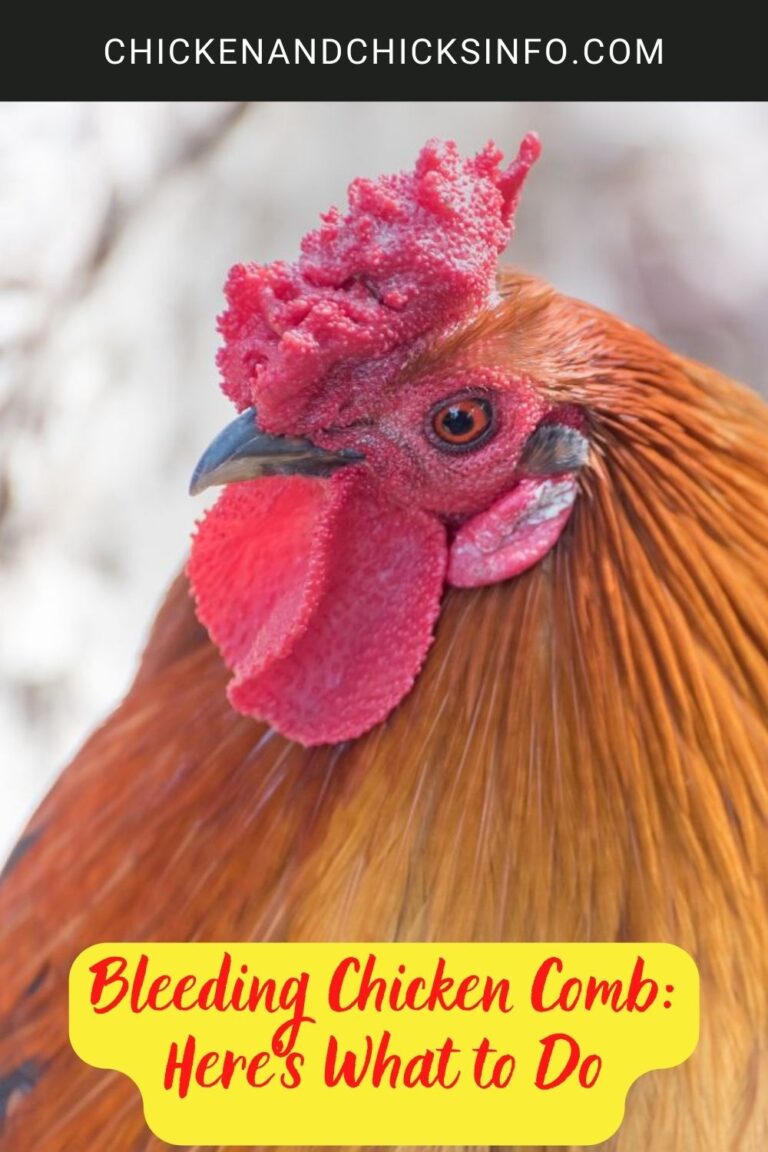 Bleeding Chicken Comb: Here’s What to Do - Chicken & Chicks Info